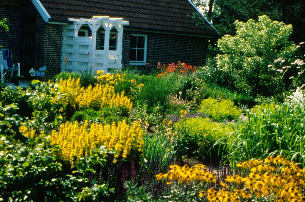 Stauden im Garten