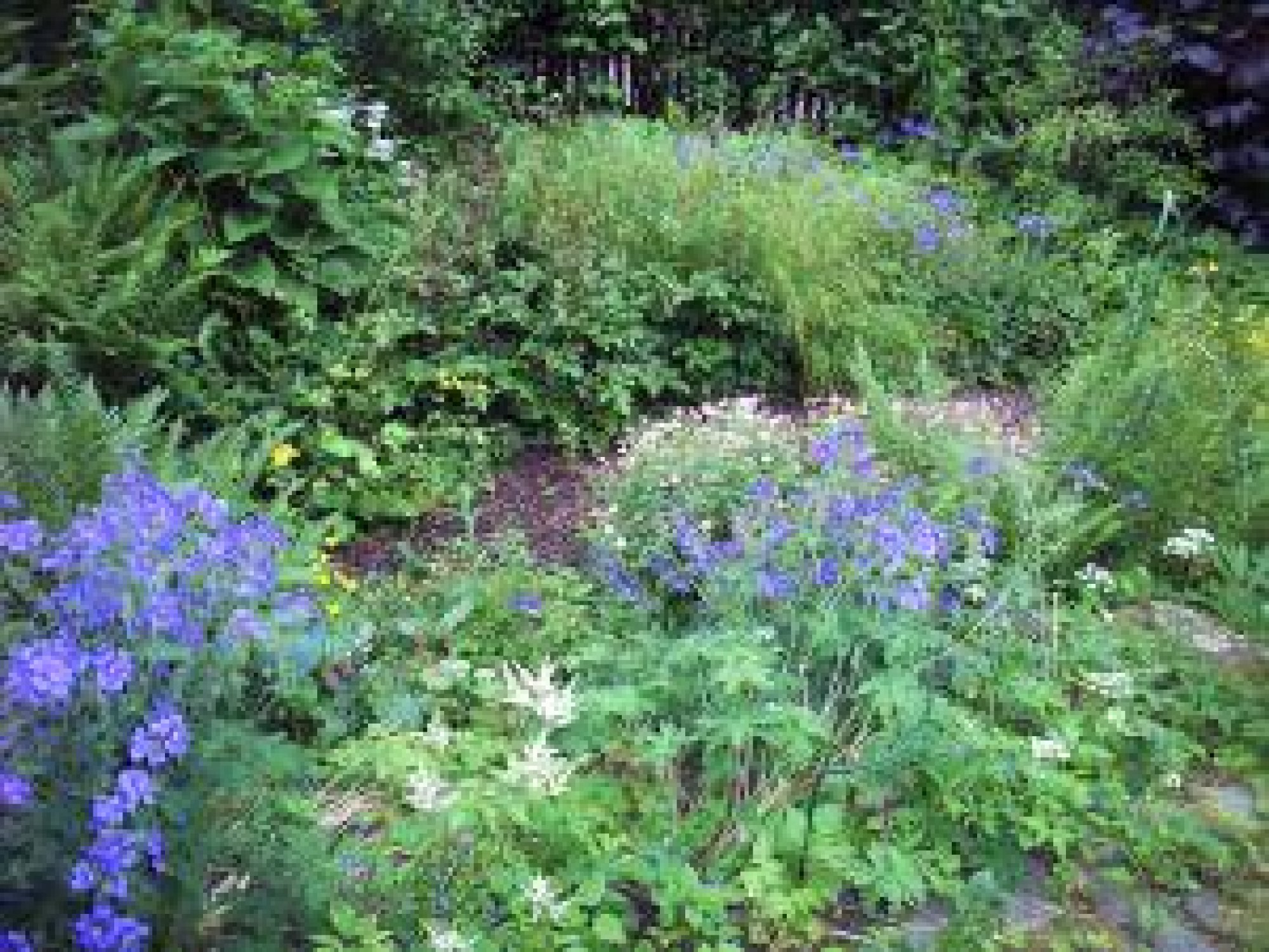 Stauden im Garten